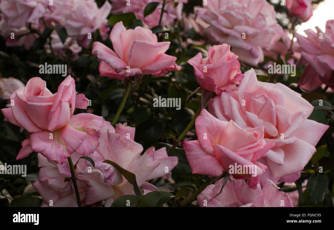 New hybrid shrub rose hi-res stock photography and images - Alamy