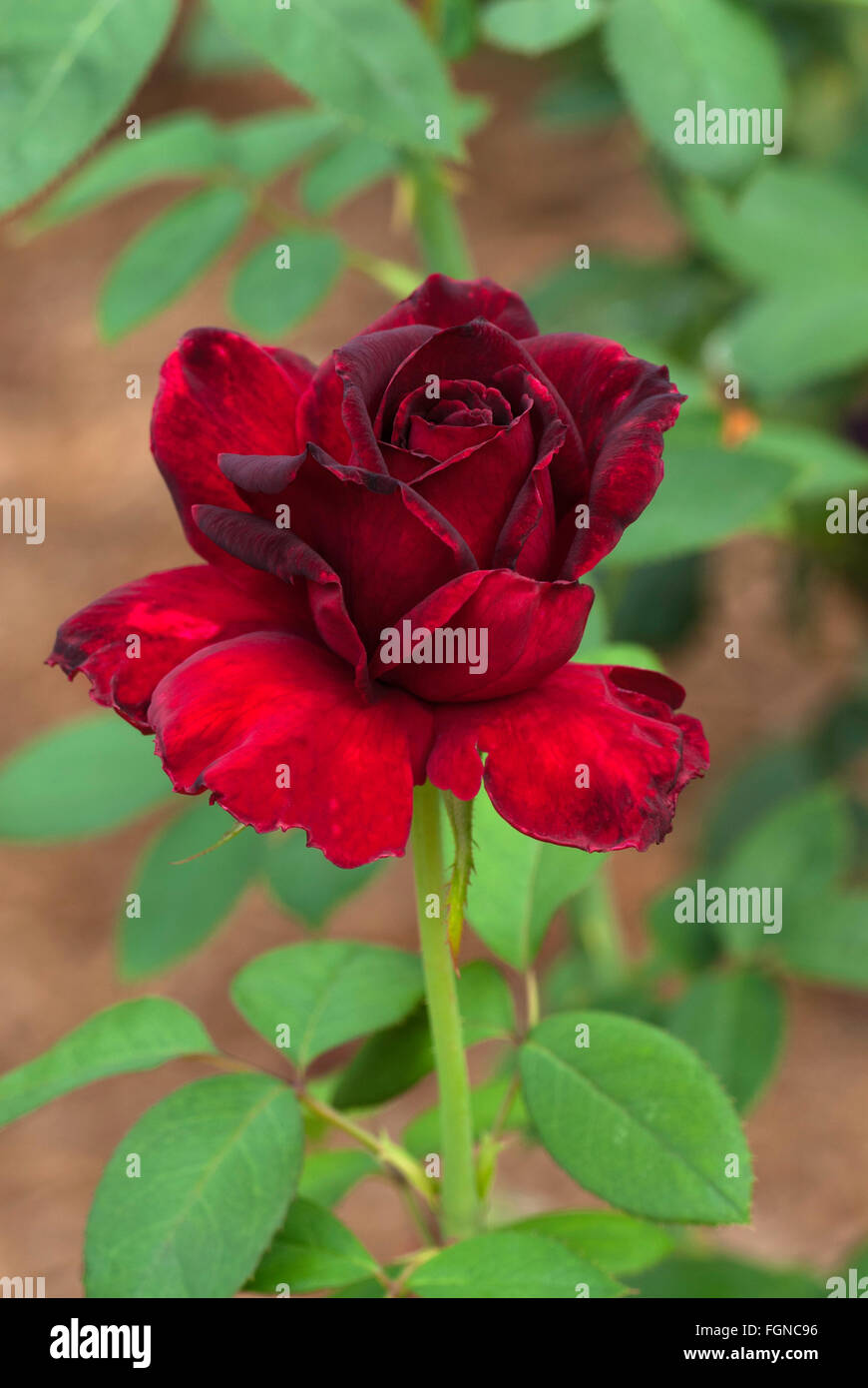 Rose , Rosa OKLAHOMA, red, hybrid tea Stock Photo - Alamy