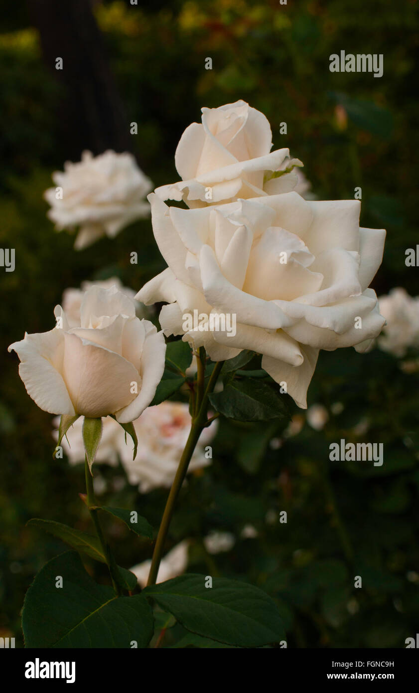 Rosa PASCALI. rose Stock Photo - Alamy