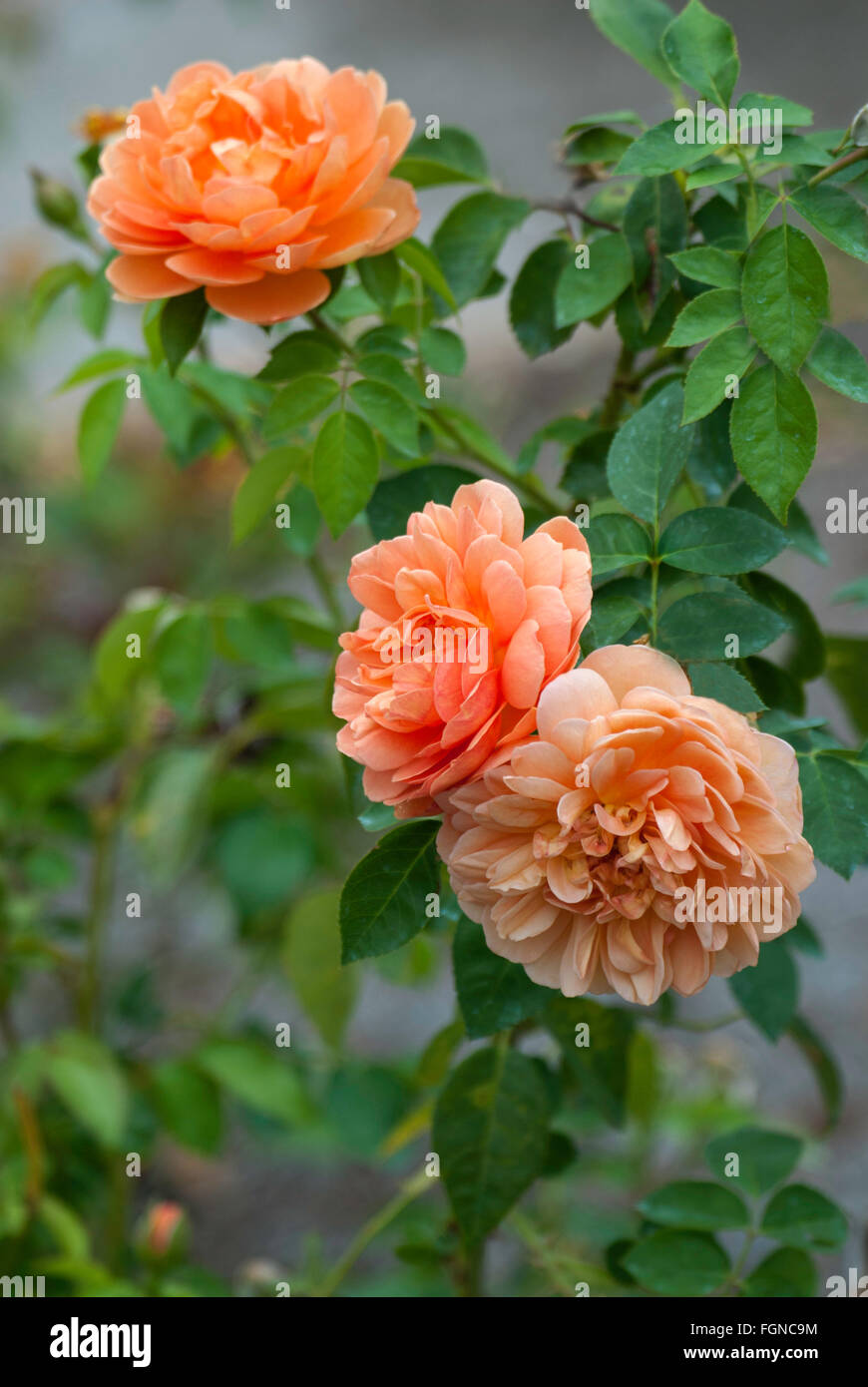 Rose, Rosa, " Pat Austin", David Austin, Shrub rose, English Stock ...