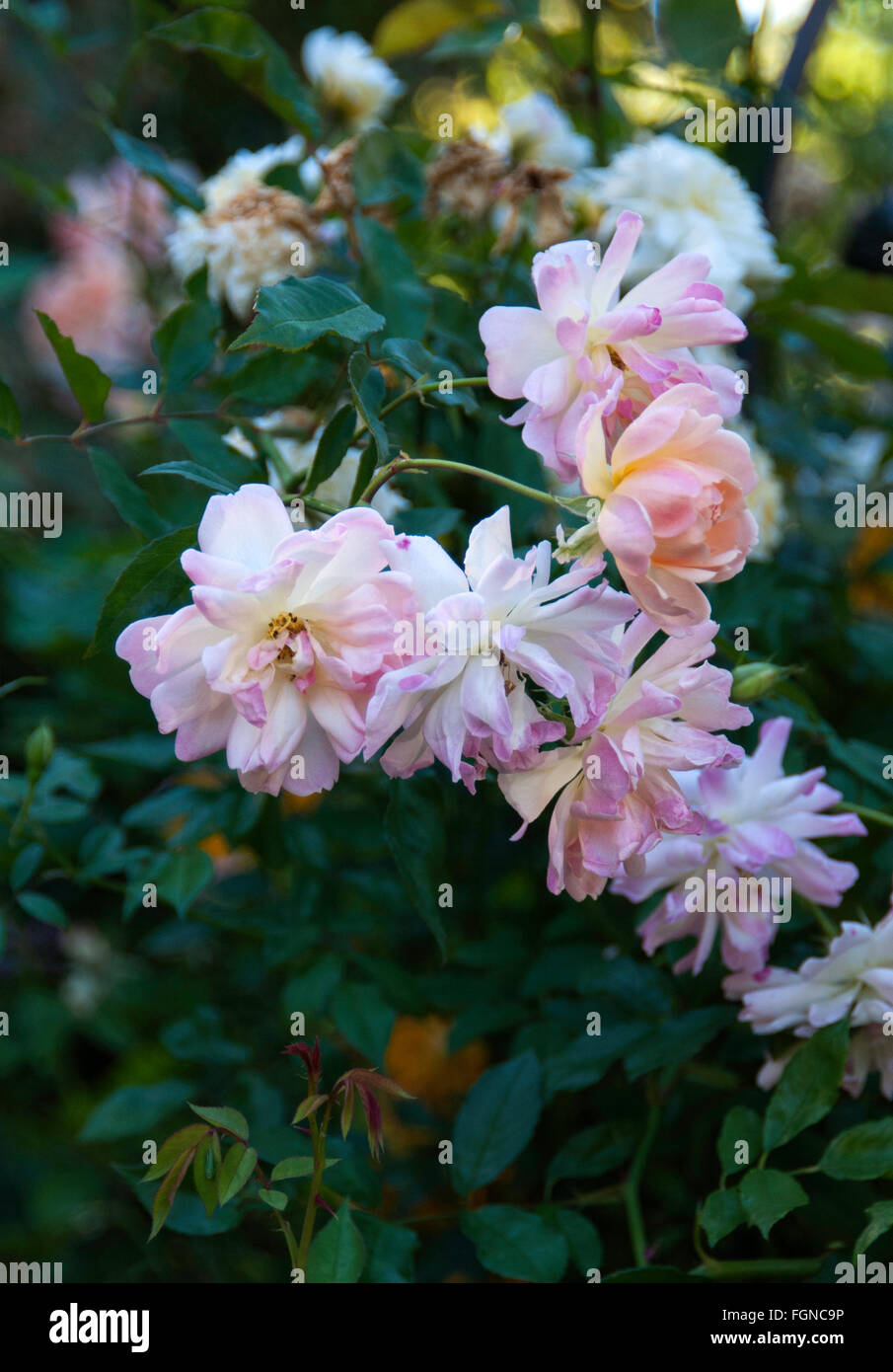 Rambling Plant High Resolution Stock Photography and Images - Alamy