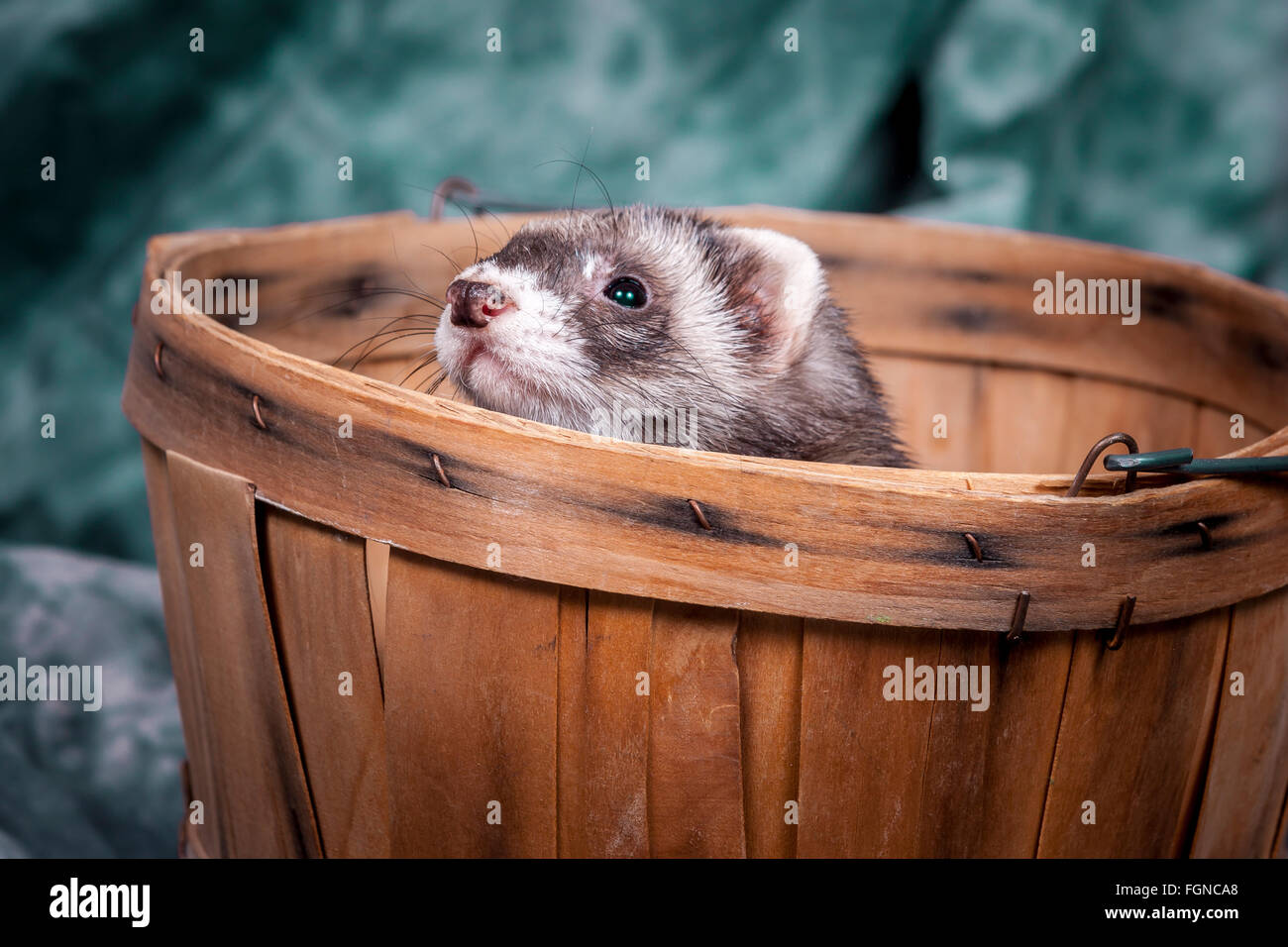 Ferret peeks out from basket Stock Photo - Alamy