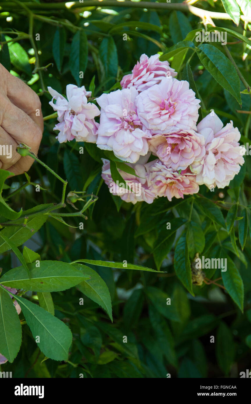 Rosa RENAE, Rose Stock Photo - Alamy