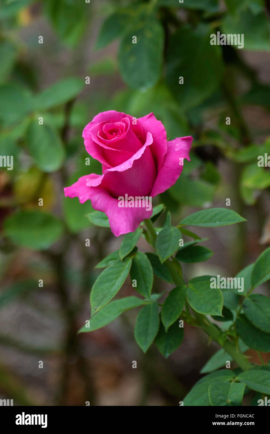 Rose, Rosa Rina Hugo, deep pink, hybrid tea, France 1992 Stock Photo ...