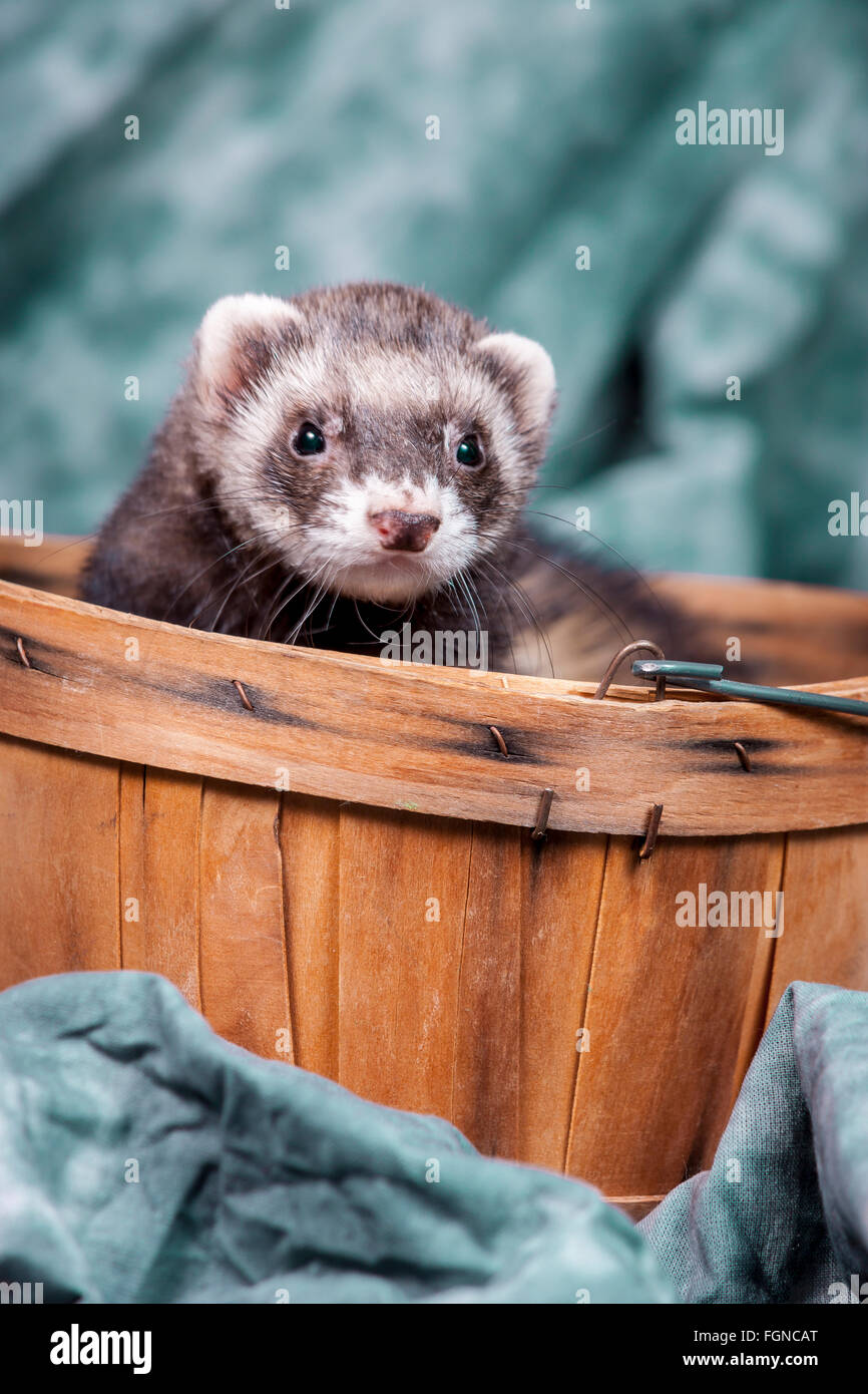 Ferret pops out from basket Stock Photo - Alamy