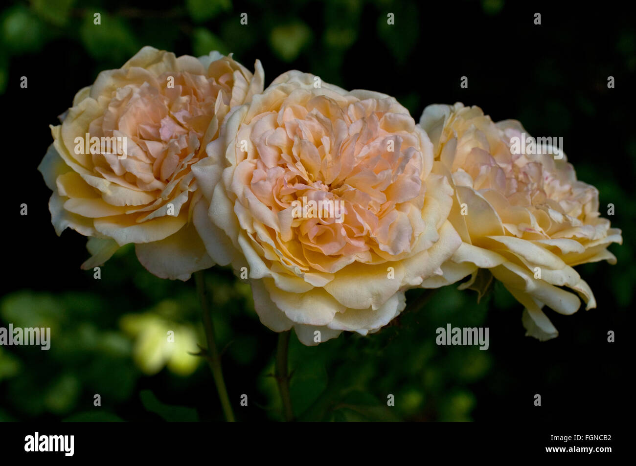 Rose, Rosa, SOPHIA Renaissance, Shrub , Poulsol Stock Photo - Alamy
