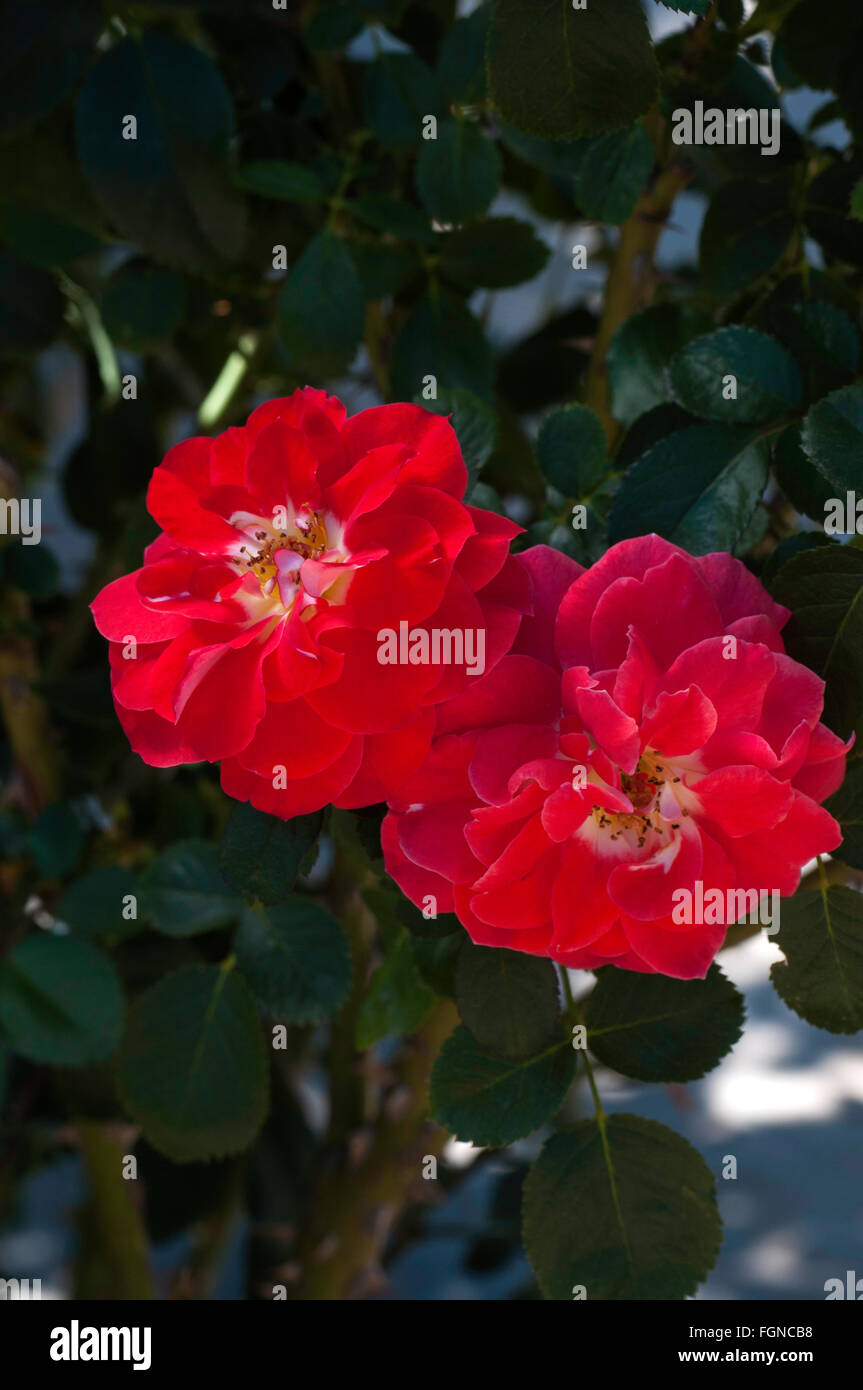 Rose, Rosa SPIRIT ABUNDANCE Orange, orange-red Floribunda Stock Photo ...