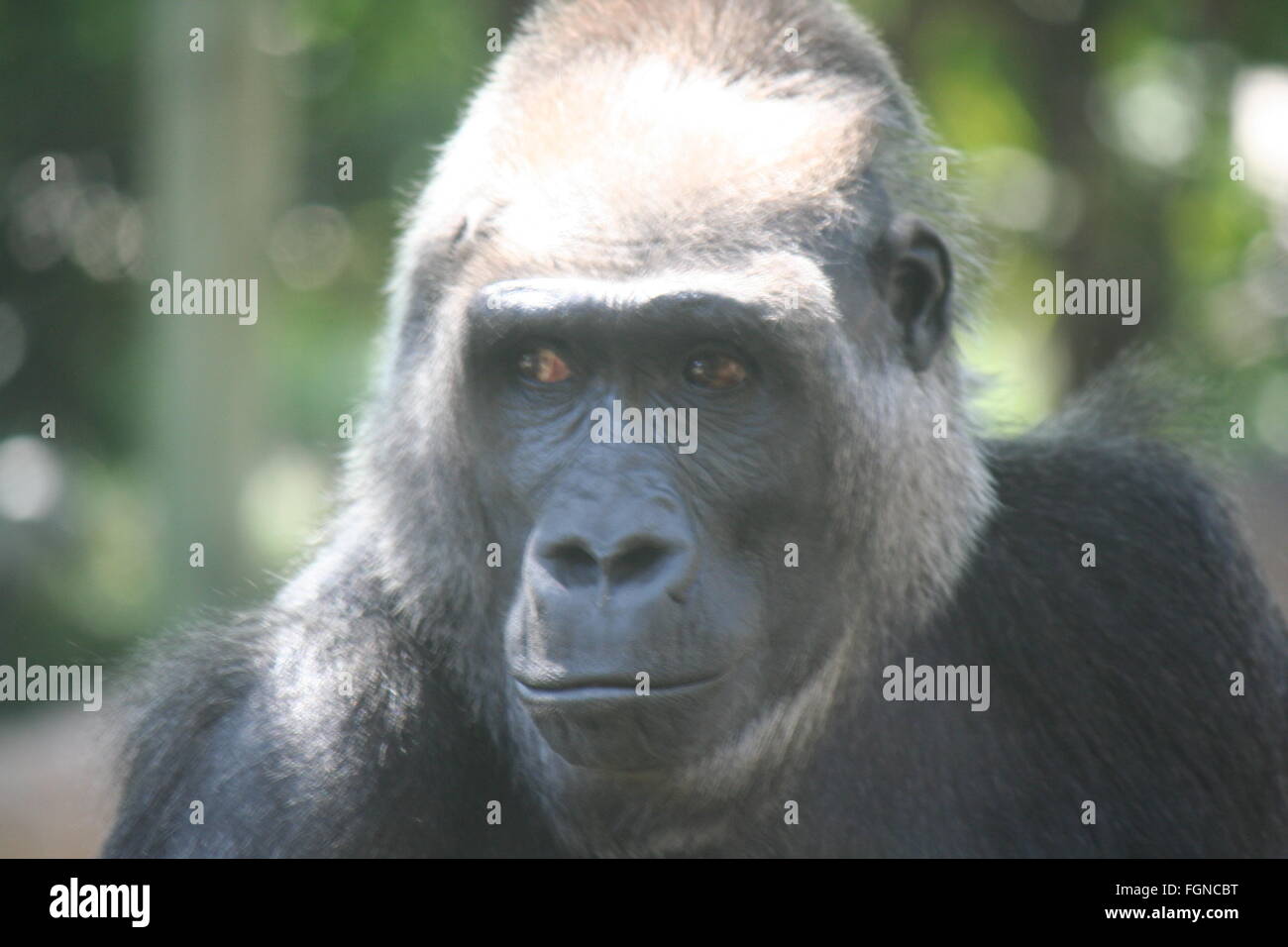 Gorilla face serious Stock Photo - Alamy