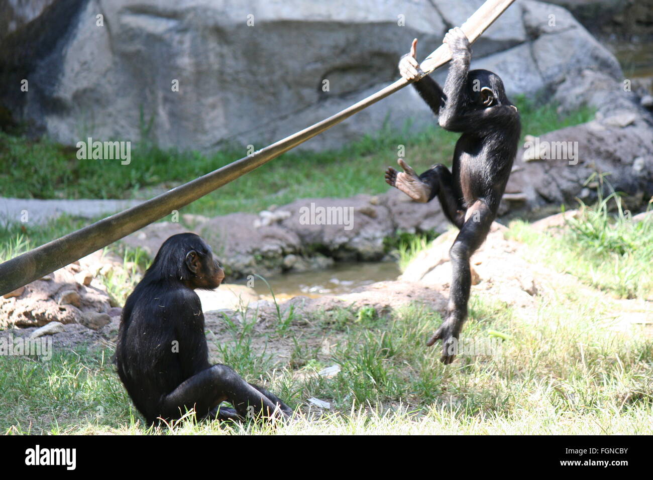 Chimpanzee play hi-res stock photography and images - Alamy