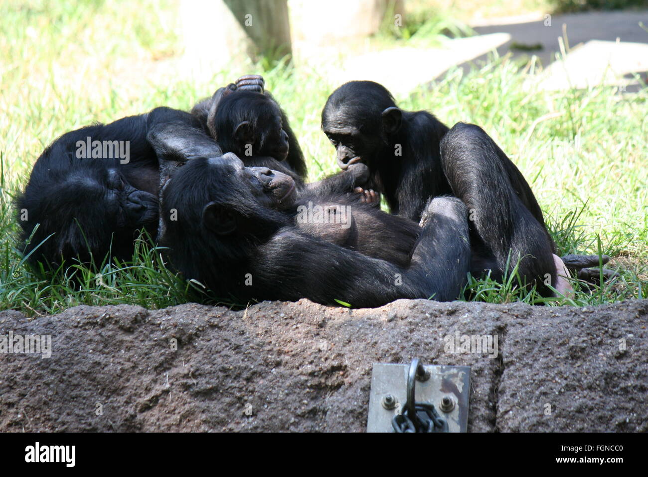 chimpanzee family resting Stock Photo - Alamy