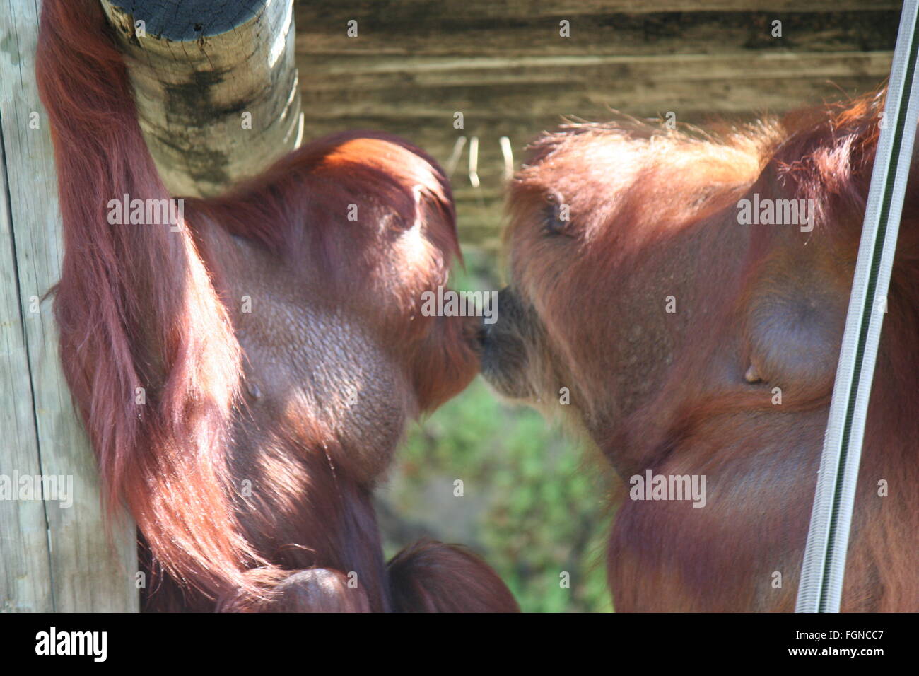 Kissing Orangutans, wild, love, kiss, animal Stock Photo - Alamy