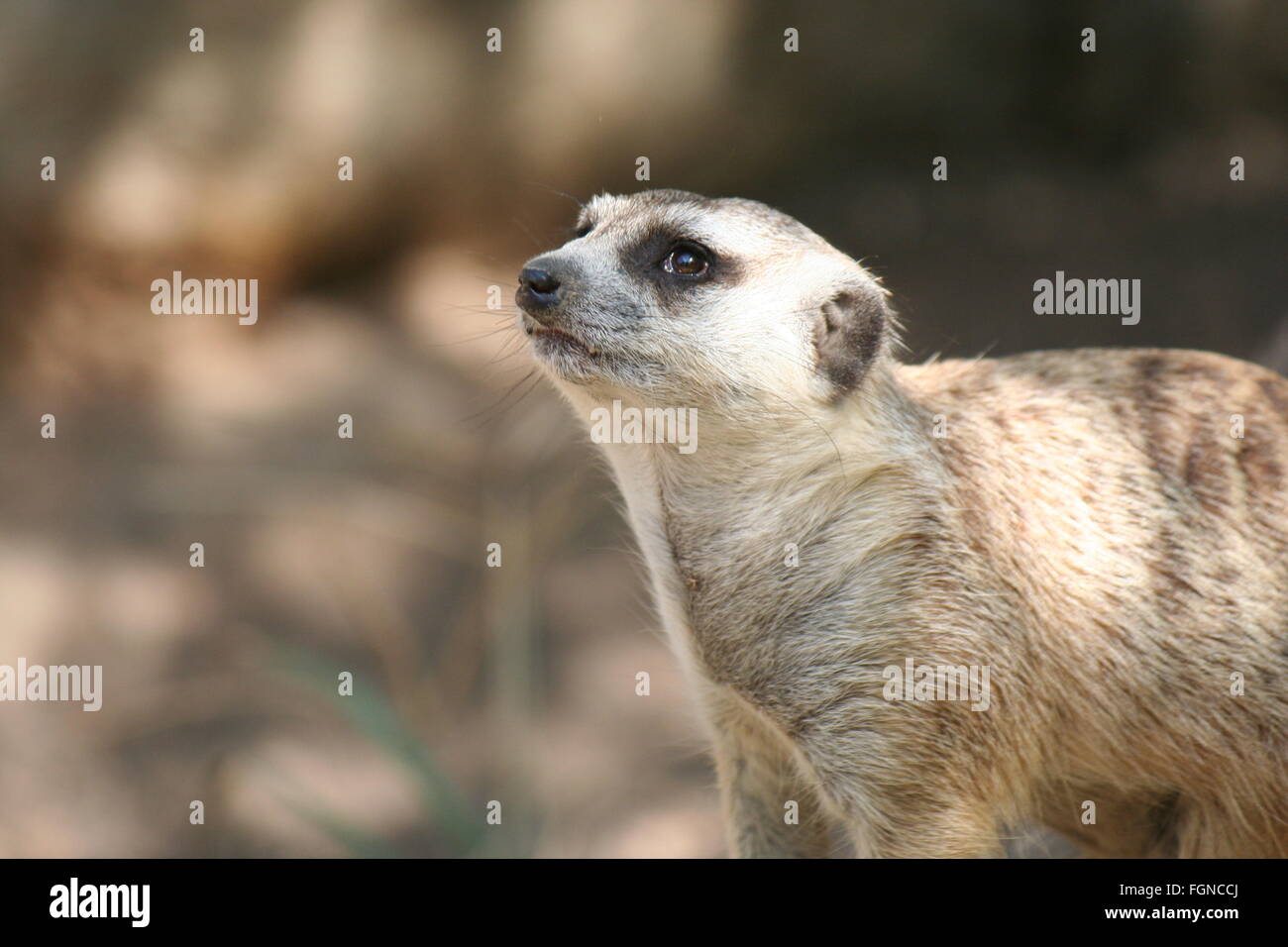 Mercat with funny look on his face Stock Photo - Alamy