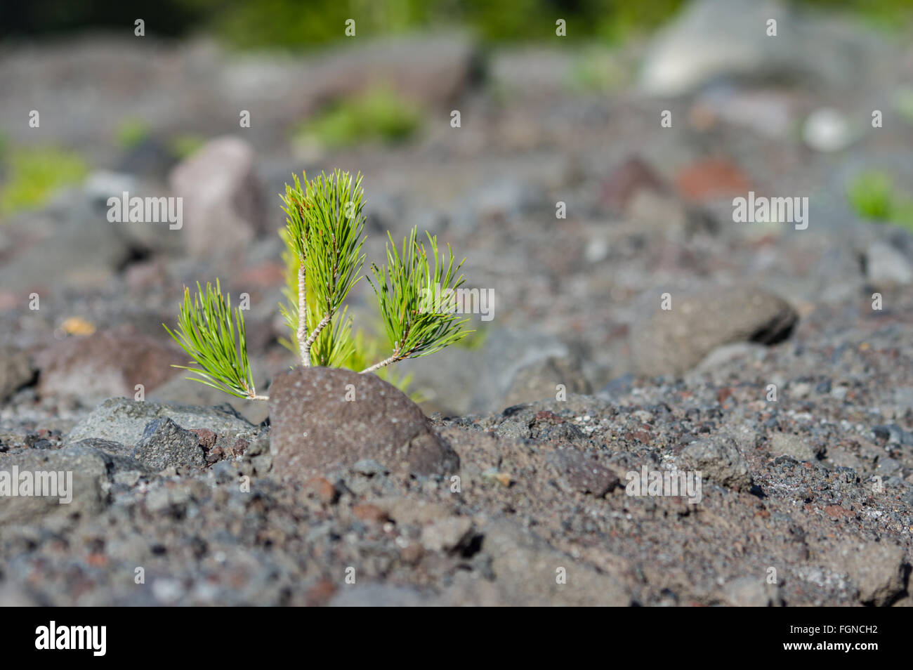 Small pine trees sprouting in volcanic ash along the banks of the White ...
