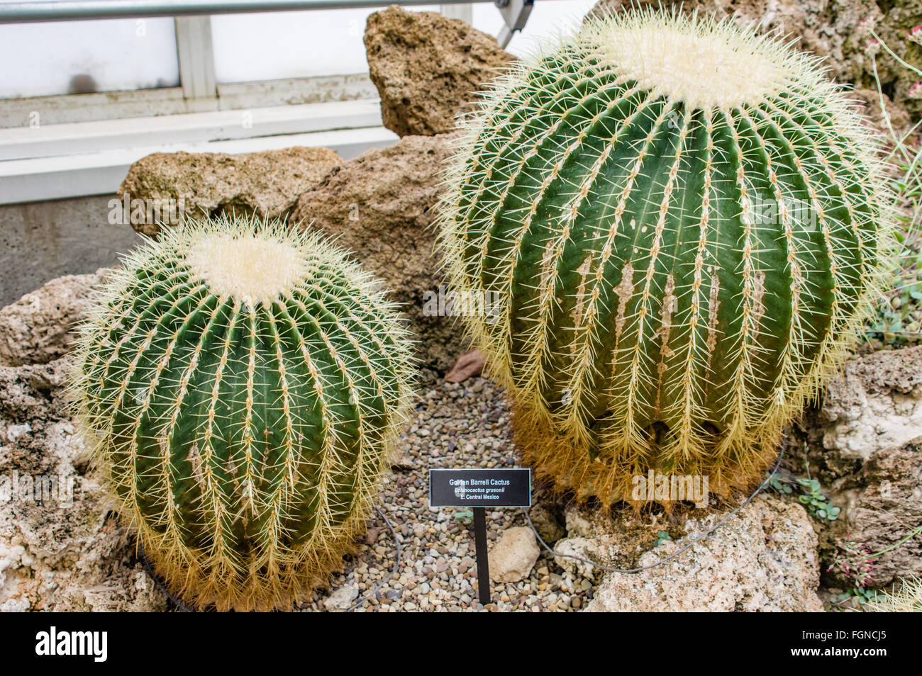 Barrel Cactus display at Phipps Conservatory, Pittsburgh, Pennsylvania ...