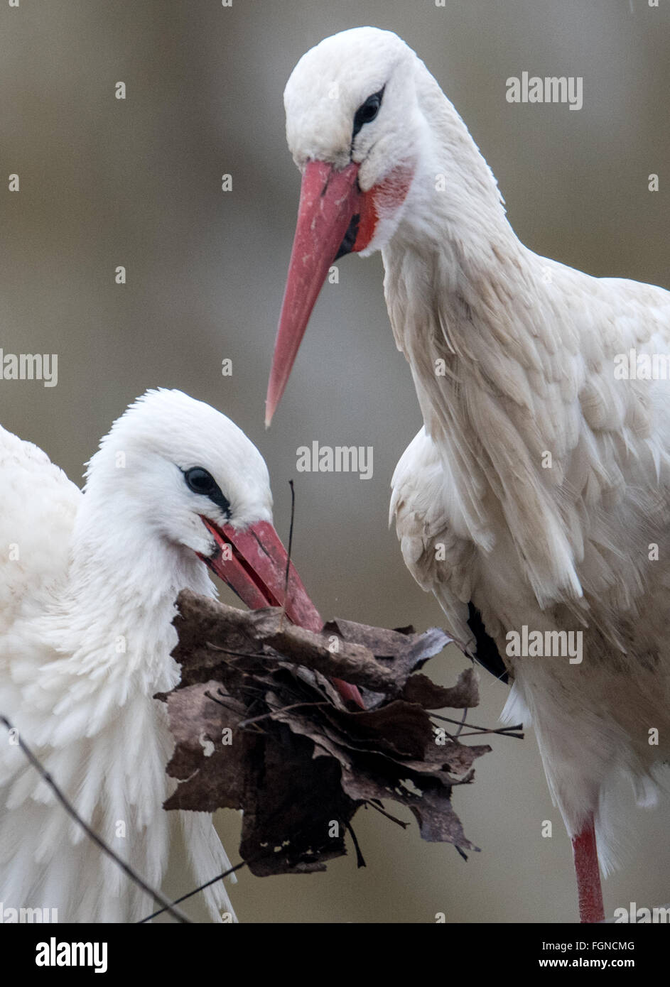 A stork carries nesting material in its beak in Biebesheim am Rhein ...