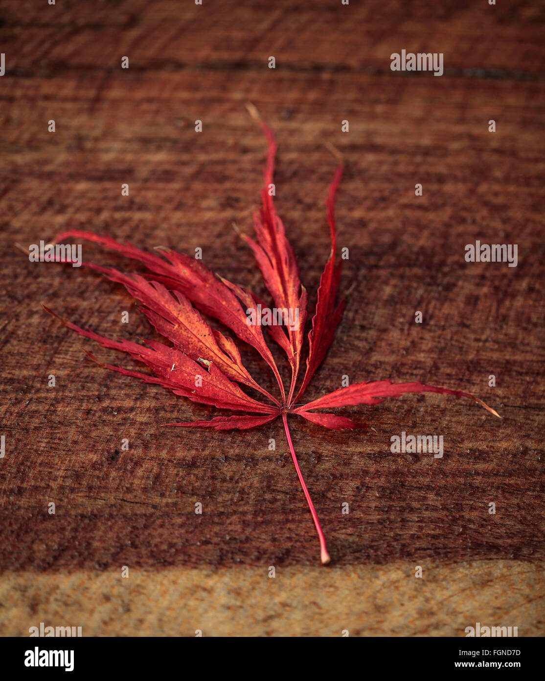 Japanese Maple Leaf Stock Photo - Alamy