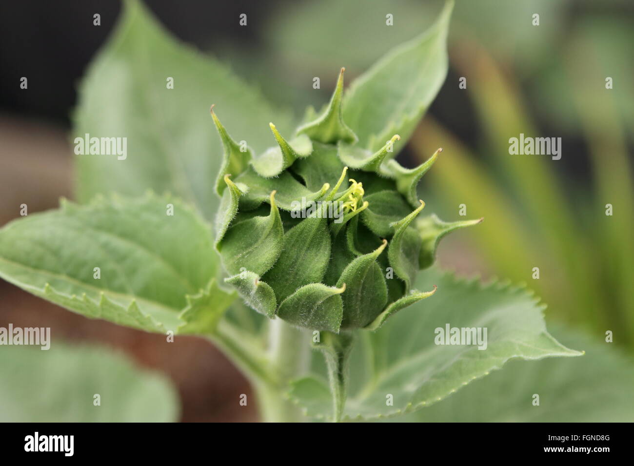 Close up shot of Sunflower bud Stock Photo - Alamy