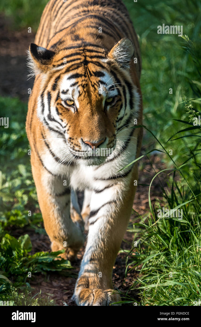 Eye of the tiger Stock Photo - Alamy