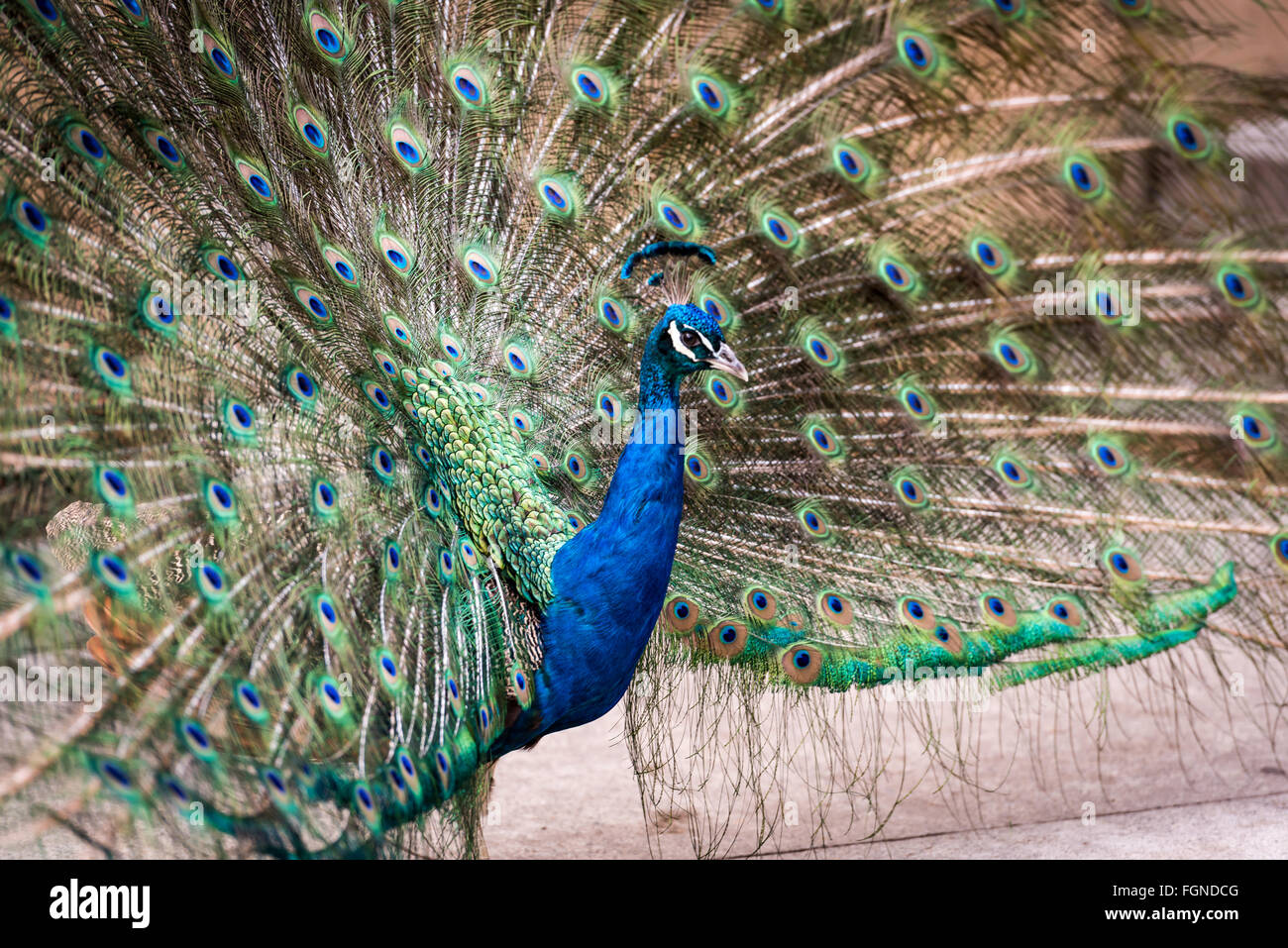 Dancing peacock hi-res stock photography and images - Alamy