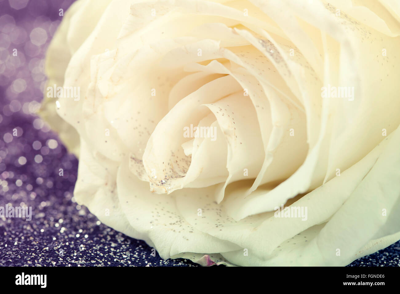 Valentines background - White rose on sparkling glitter background ...