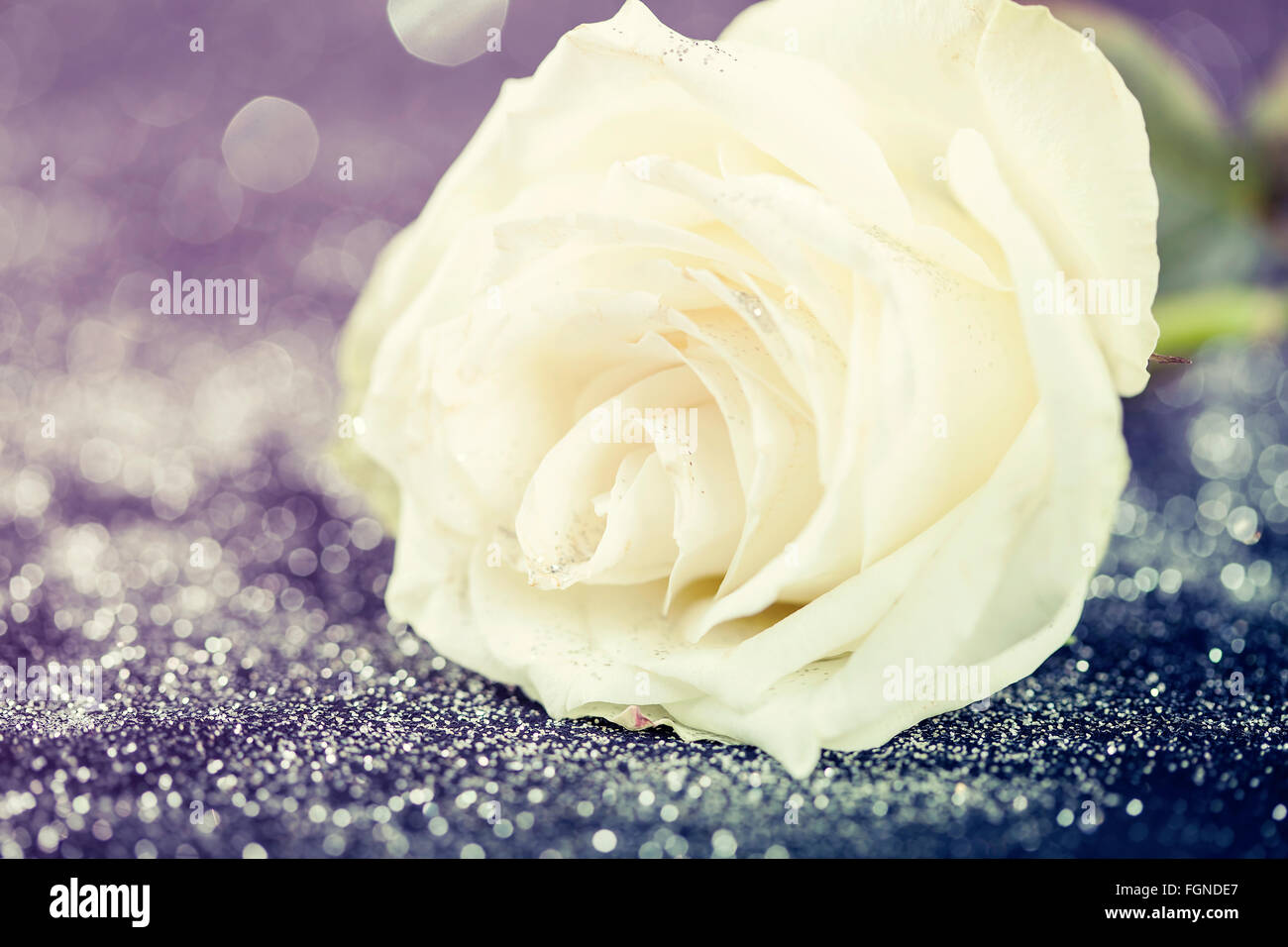 Valentines background - White rose on sparkling glitter background ...