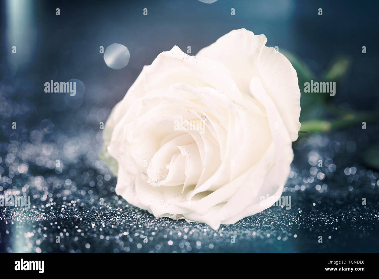Valentines background - White rose on sparkling glitter background ...