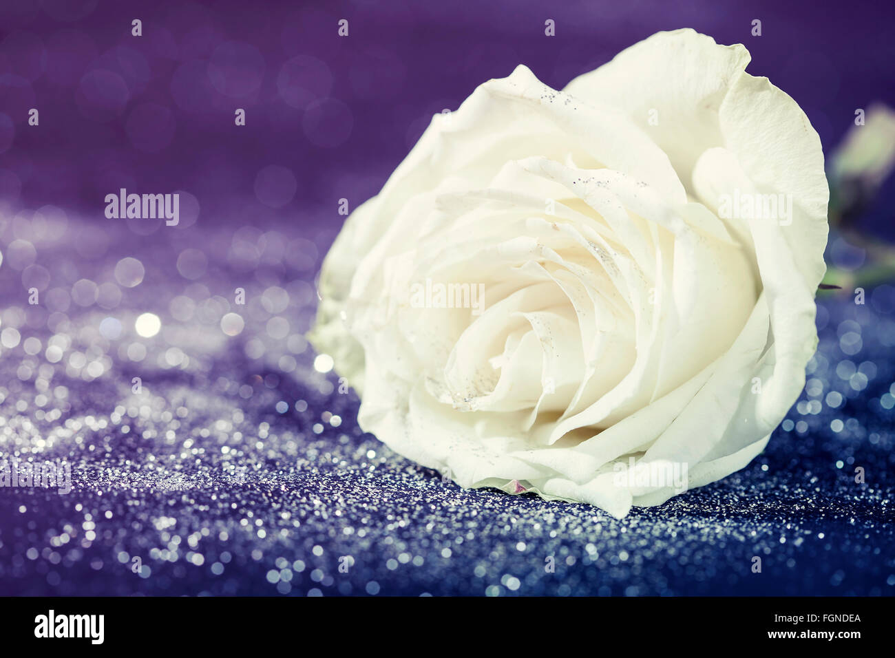 Valentines background - White rose on sparkling glitter background ...