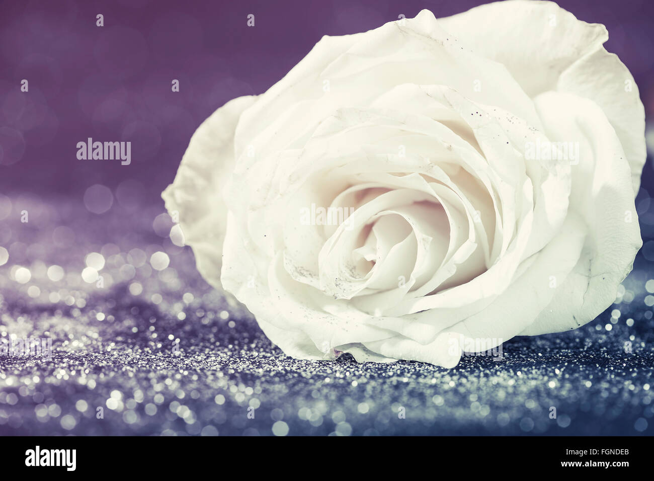 Valentines background - White rose on sparkling glitter background ...