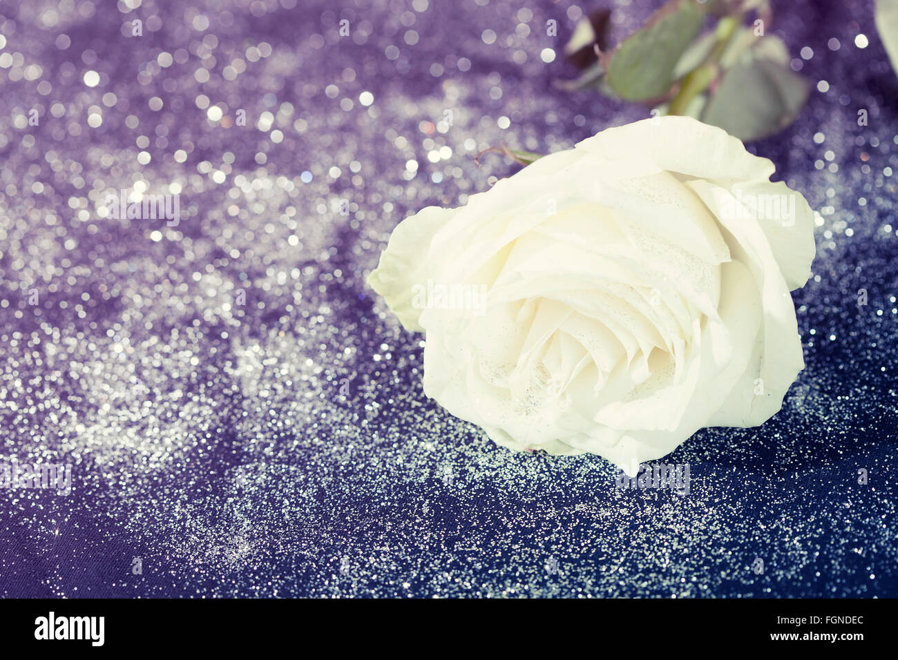 Valentines background - White rose on sparkling glitter background ...