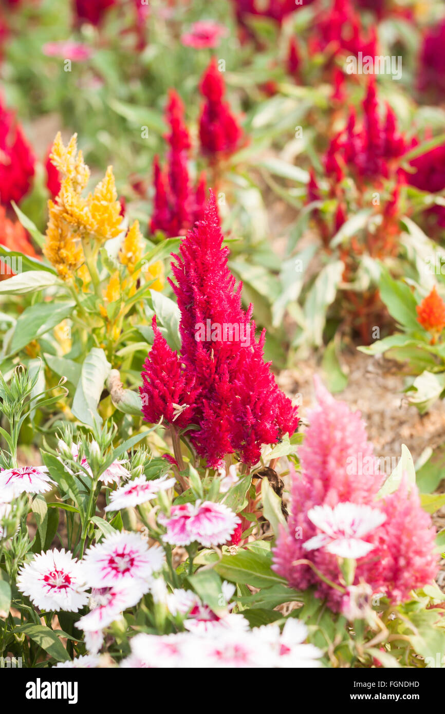 Beautiful red garden flower hi-res stock photography and images - Alamy