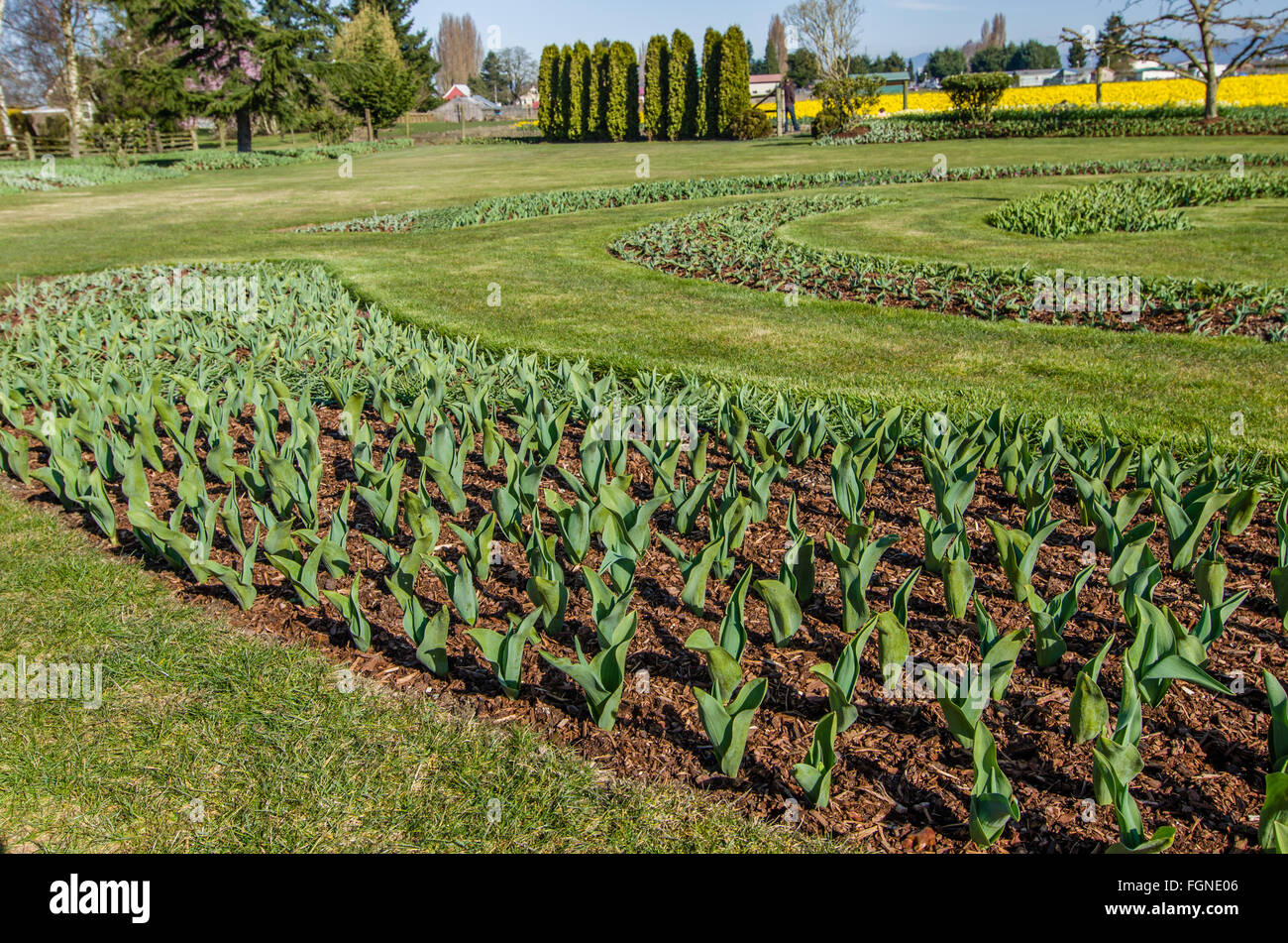 Tulip bulbs growing in a planted garden at a bulb farm in the Skagit ...
