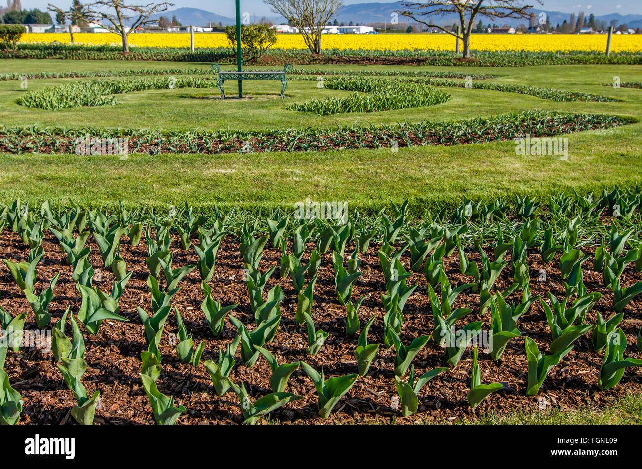 Tulip bulbs growing in a planted garden at a bulb farm in the Skagit ...