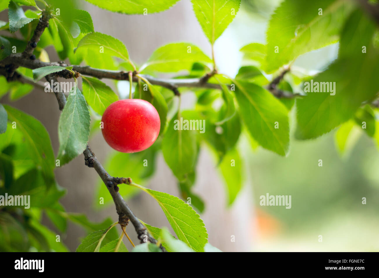 Prune colored hi-res stock photography and images - Alamy
