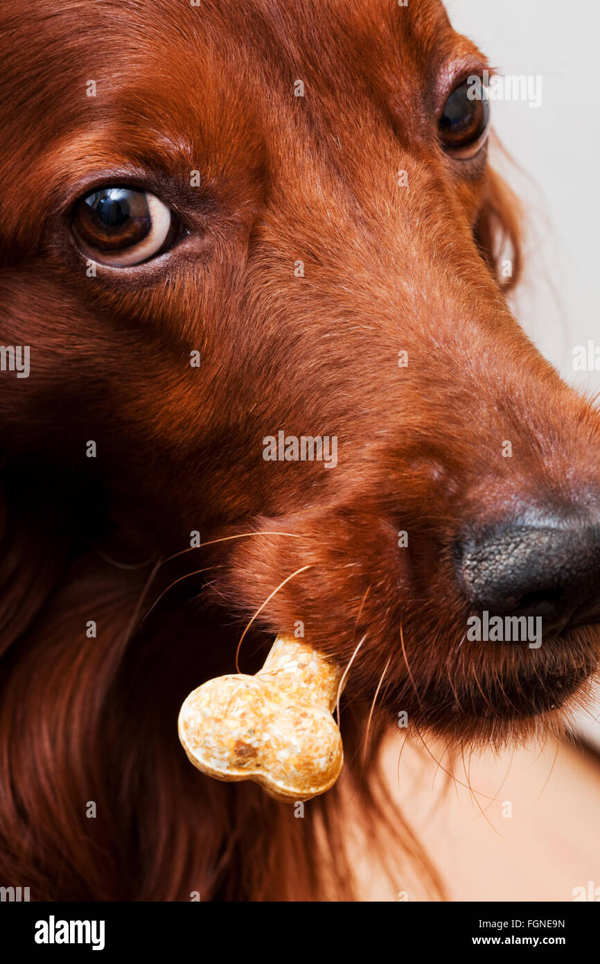 Bone setter hi-res stock photography and images - Alamy