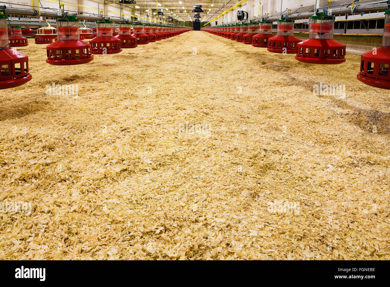 The modern and new automated integrated poultry farm Stock Photo - Alamy