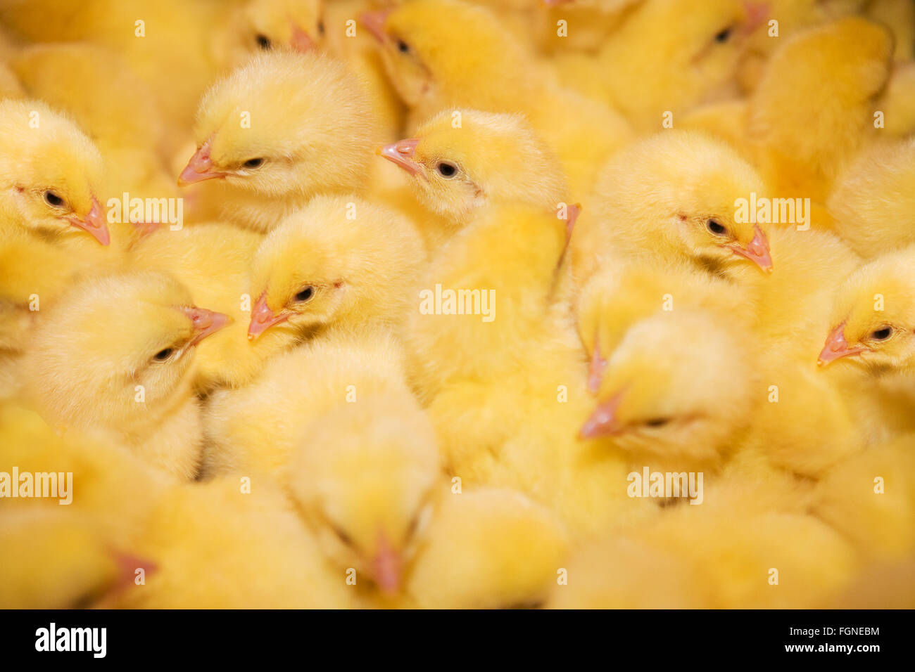 Yellow chickens on a modern poultry farm Stock Photo - Alamy