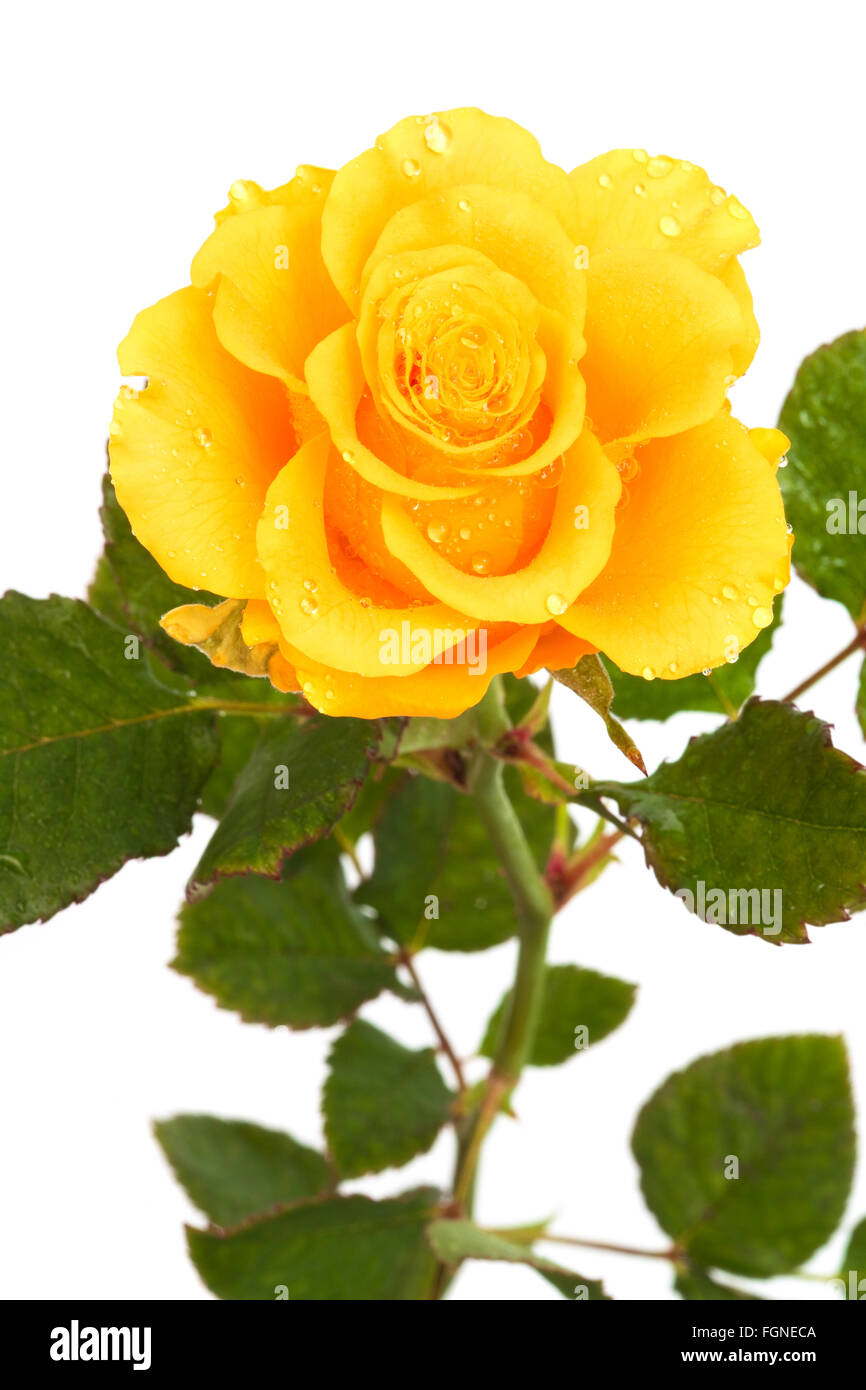 Fresh yellow roses on a white background Stock Photo - Alamy