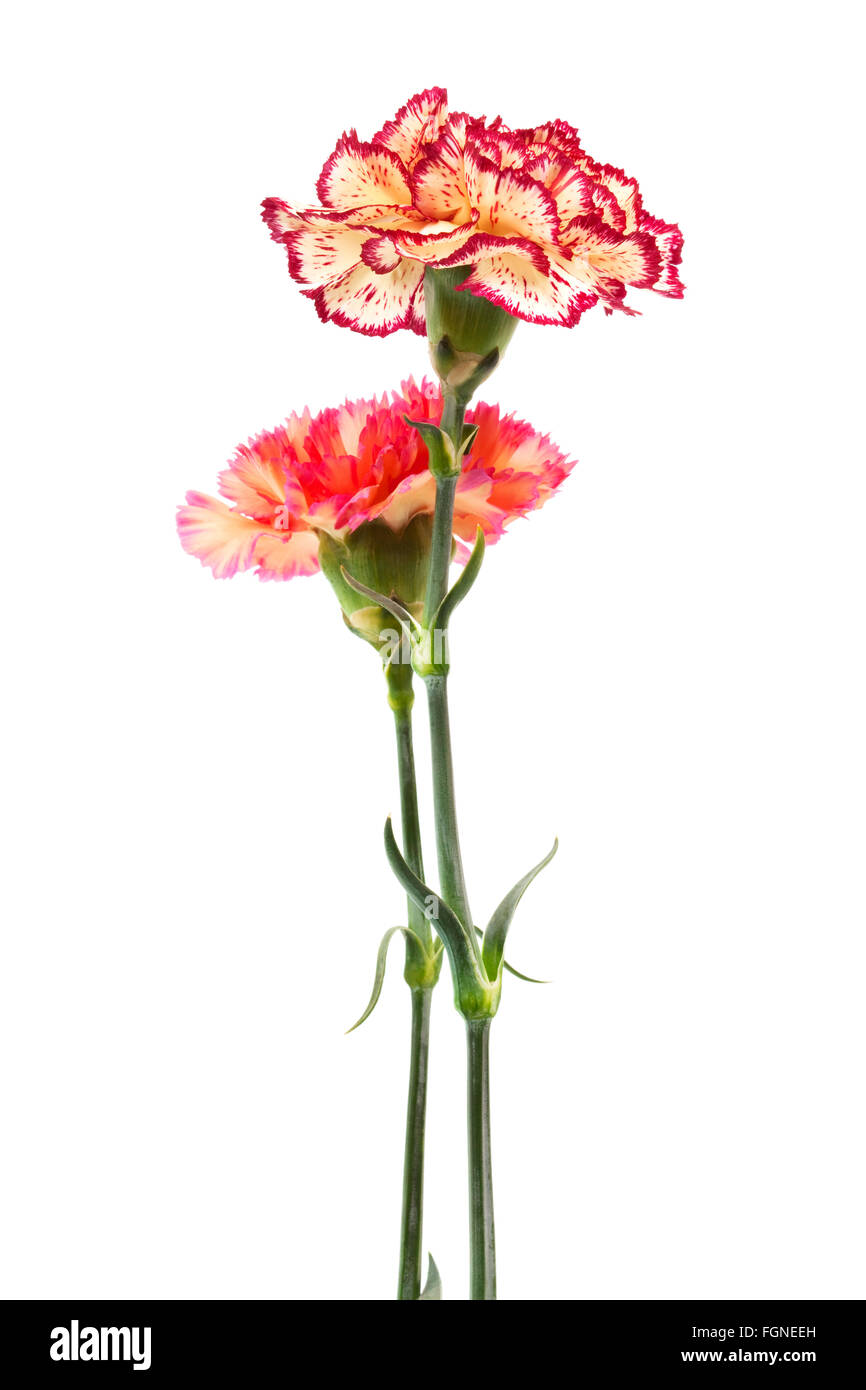 Beautiful two carnation on a white background Stock Photo - Alamy