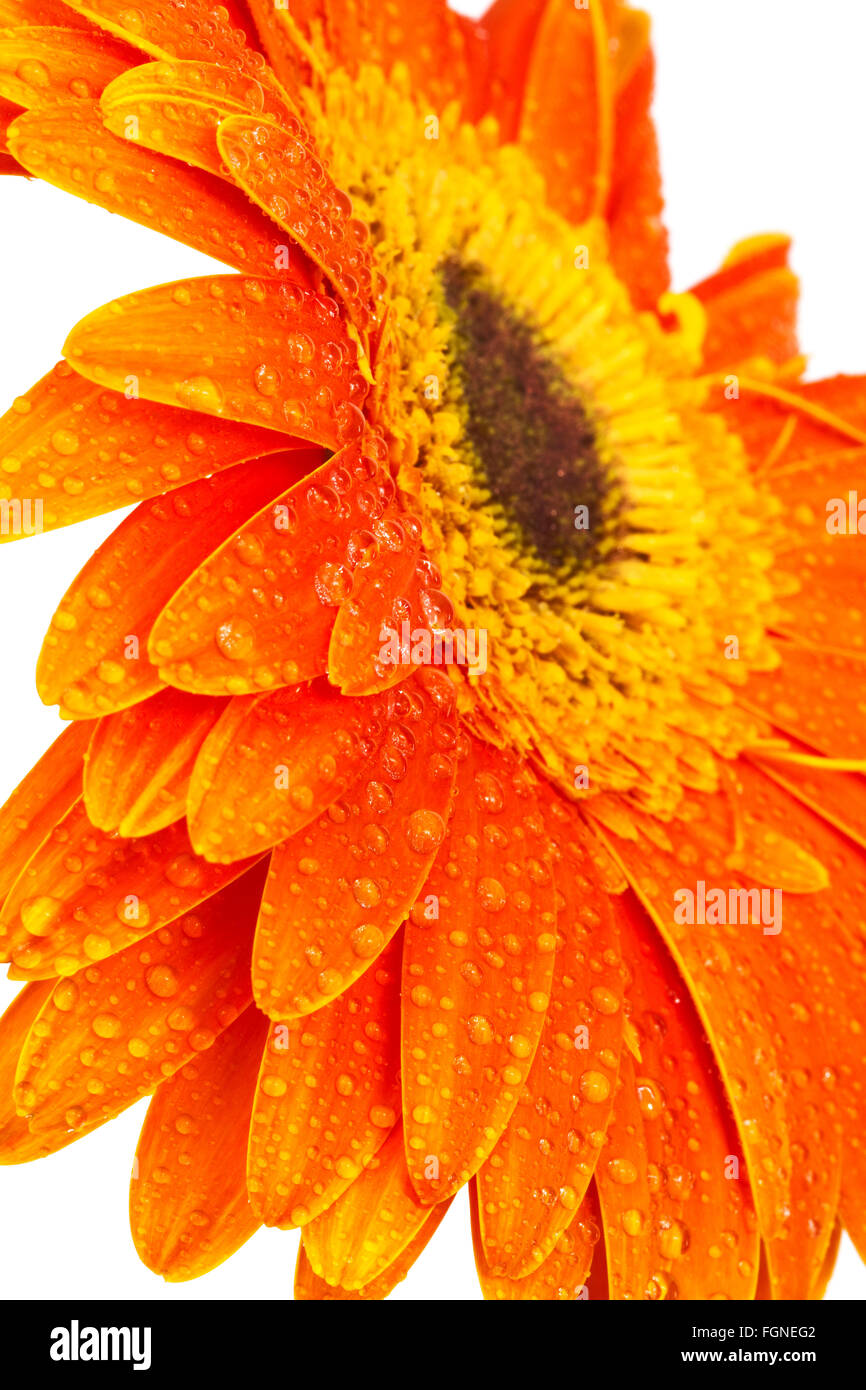 Beautiful orange gerber on a white background Stock Photo - Alamy