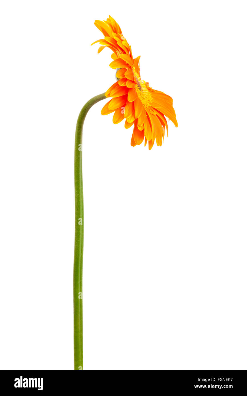 Beautiful orange gerber on a white background Stock Photo - Alamy