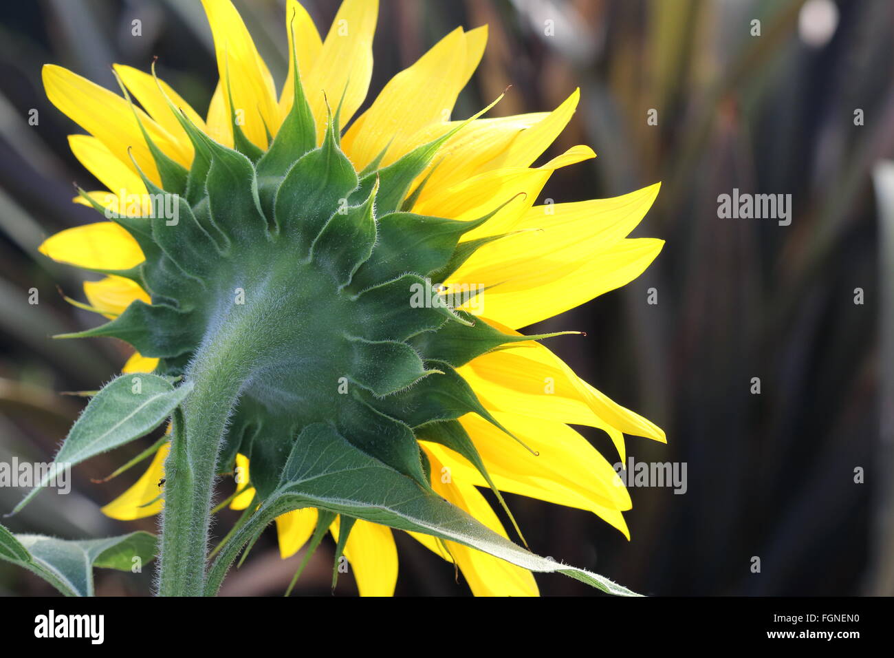 Close up of rear view of Sunflower Stock Photo - Alamy