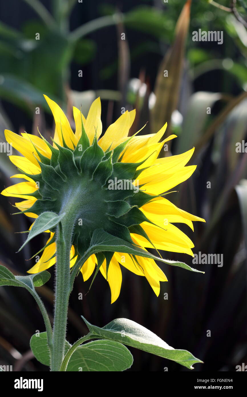 Close up of rear view of Sunflower Stock Photo - Alamy