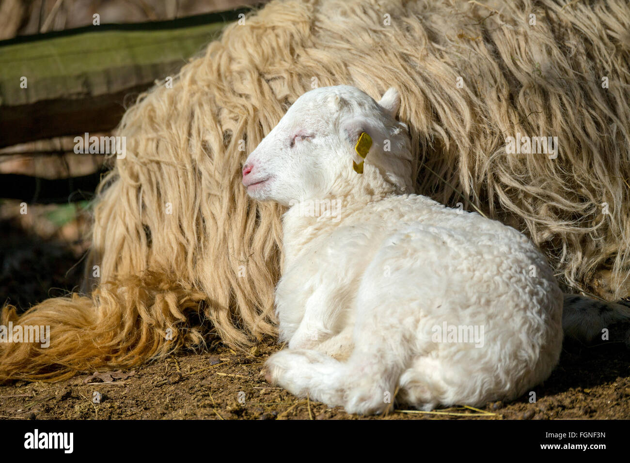 Sheep with small lamb on rural farm. Lamb is Easter holiday symbol ...