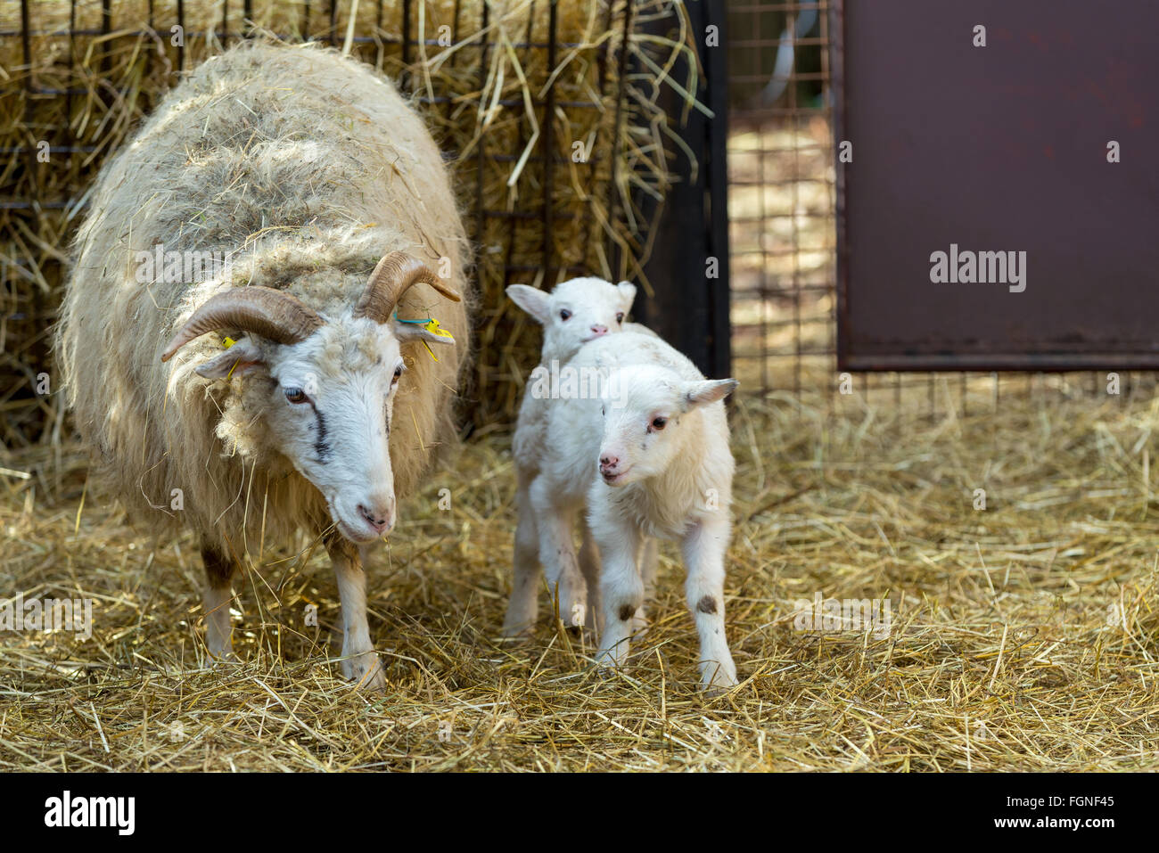 Sheep with small lamb on rural farm. Lamb is Easter holiday symbol ...