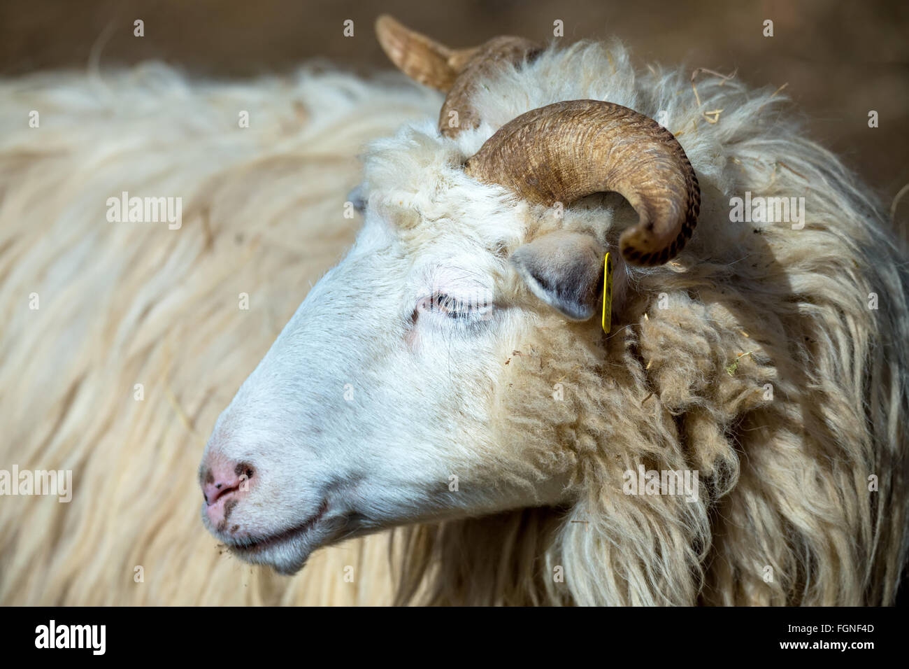 ram or rammer, male of sheep in rural farm Stock Photo - Alamy