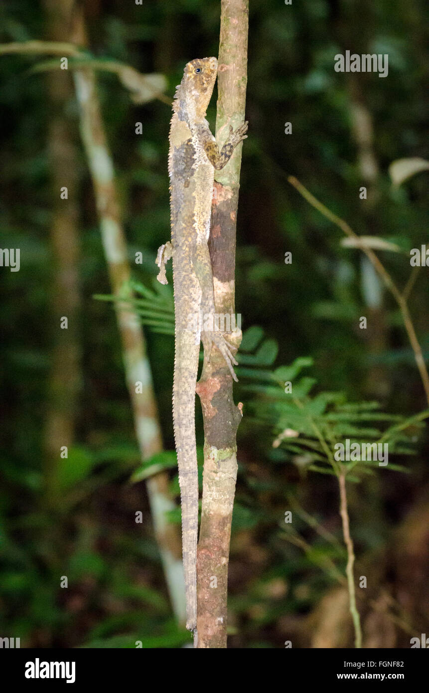 Lizard camouflaged against a tree, Guyana, South America Stock Photo ...
