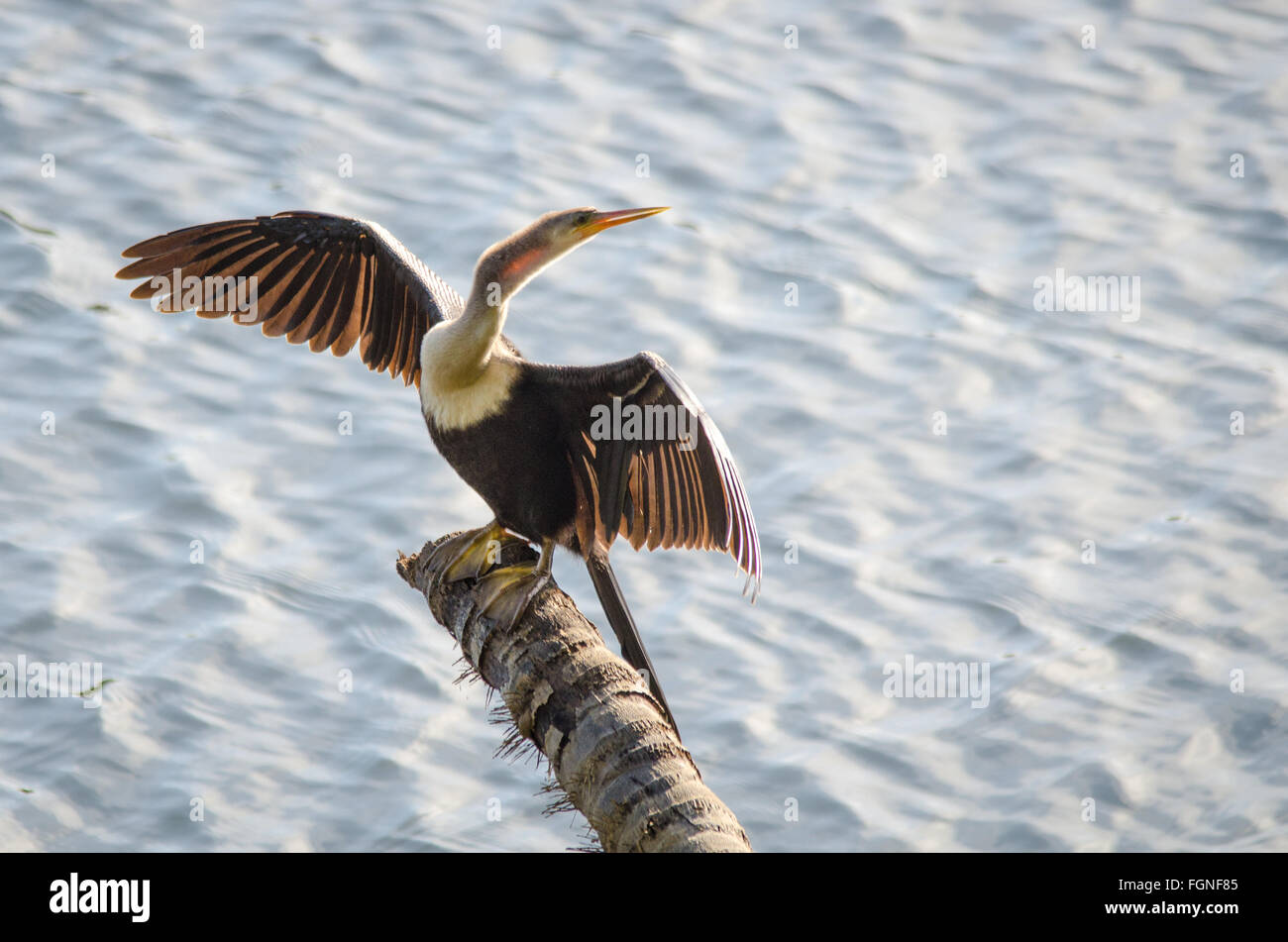 Anhinga (Anhinga anhinga) drying wings, Guyana, South America Stock ...