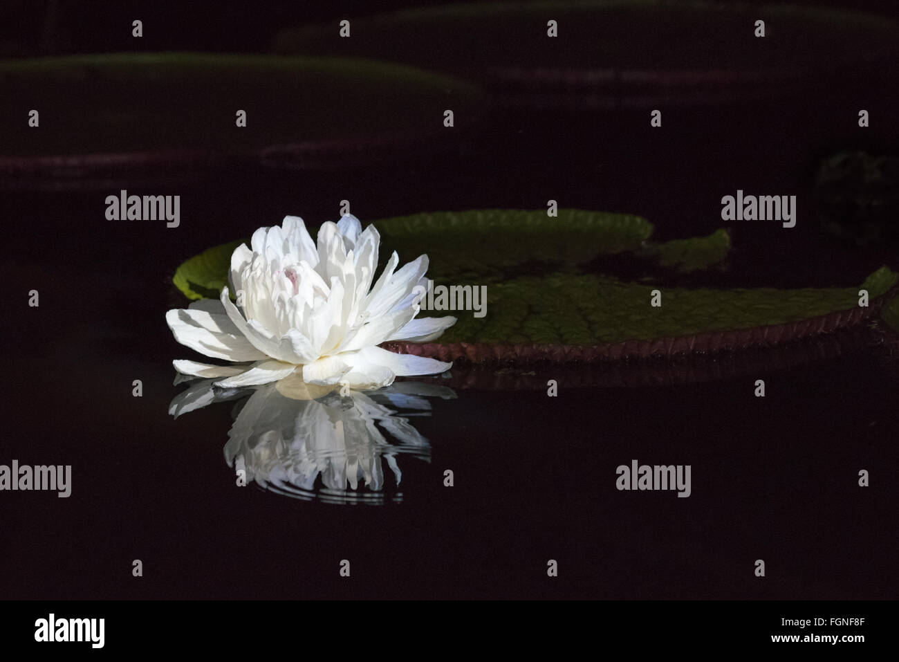 Amazon Waterlilly Opens at Night Stock Photo - Alamy