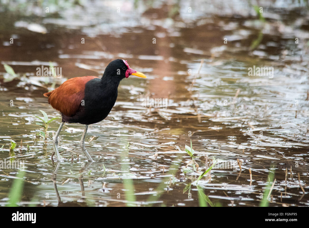 Wattled jacana (Jacana jacana), Guyana, South America Stock Photo - Alamy