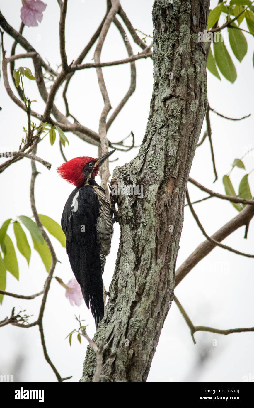 Lineated Woodpecker (Dryocopus lineatus), Guyana, South America Stock ...